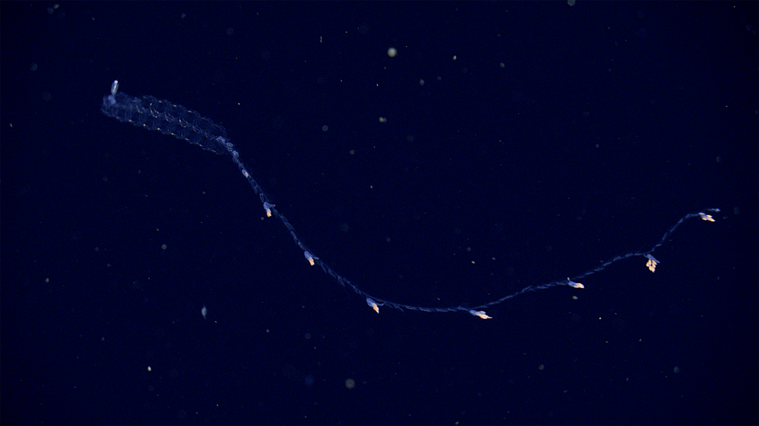 Animals of the Deep • MBARI