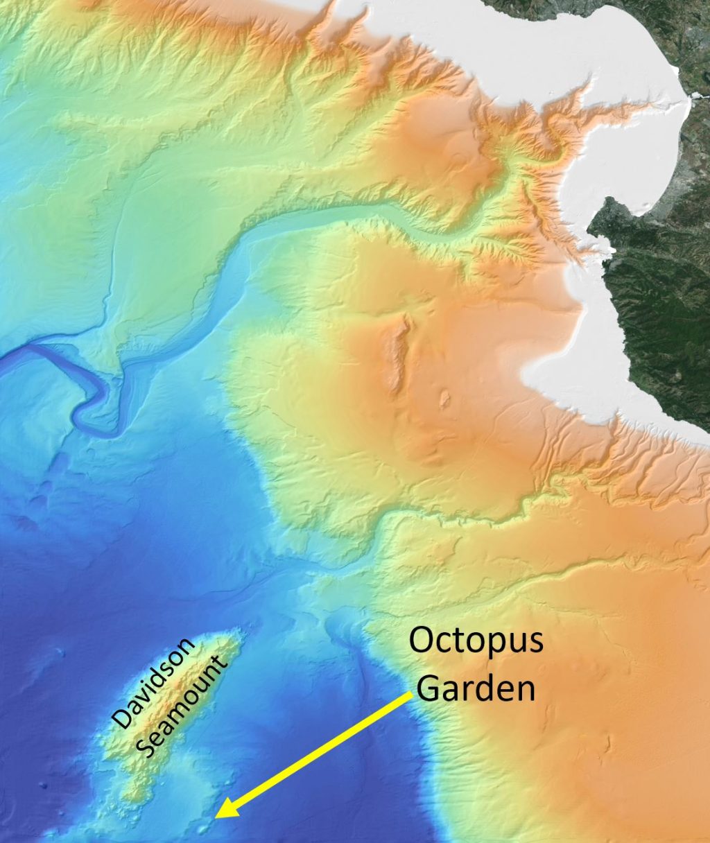 The Octopus Garden • MBARI