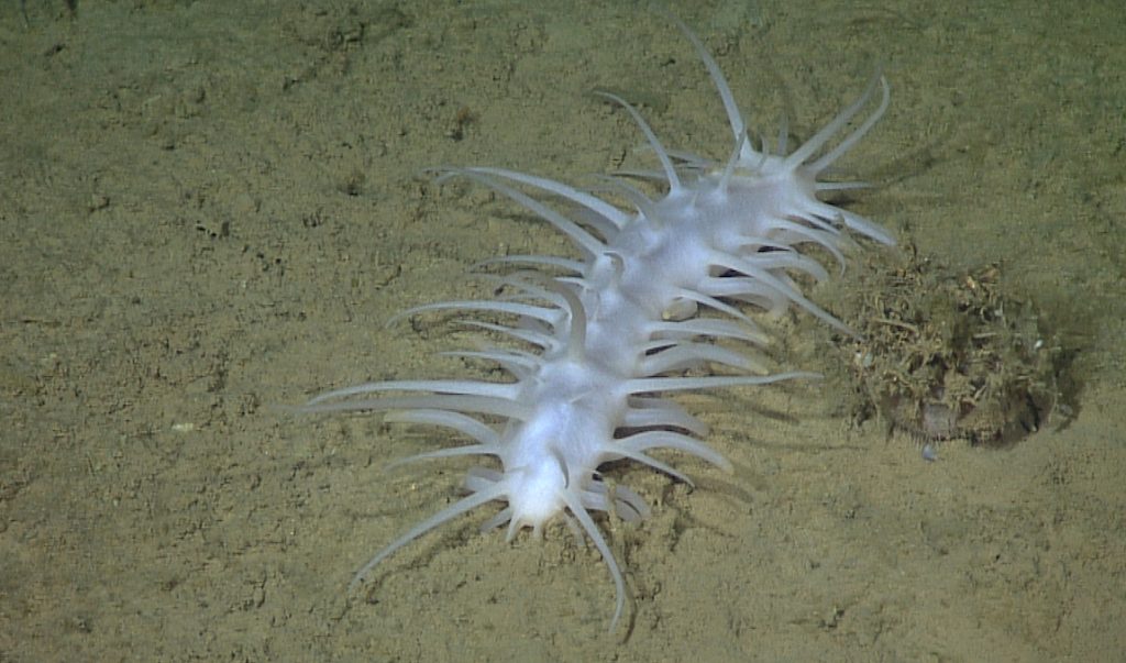 Researchers outline best practices for understanding life on the ocean ...