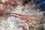 Osedax Studies • MBARI