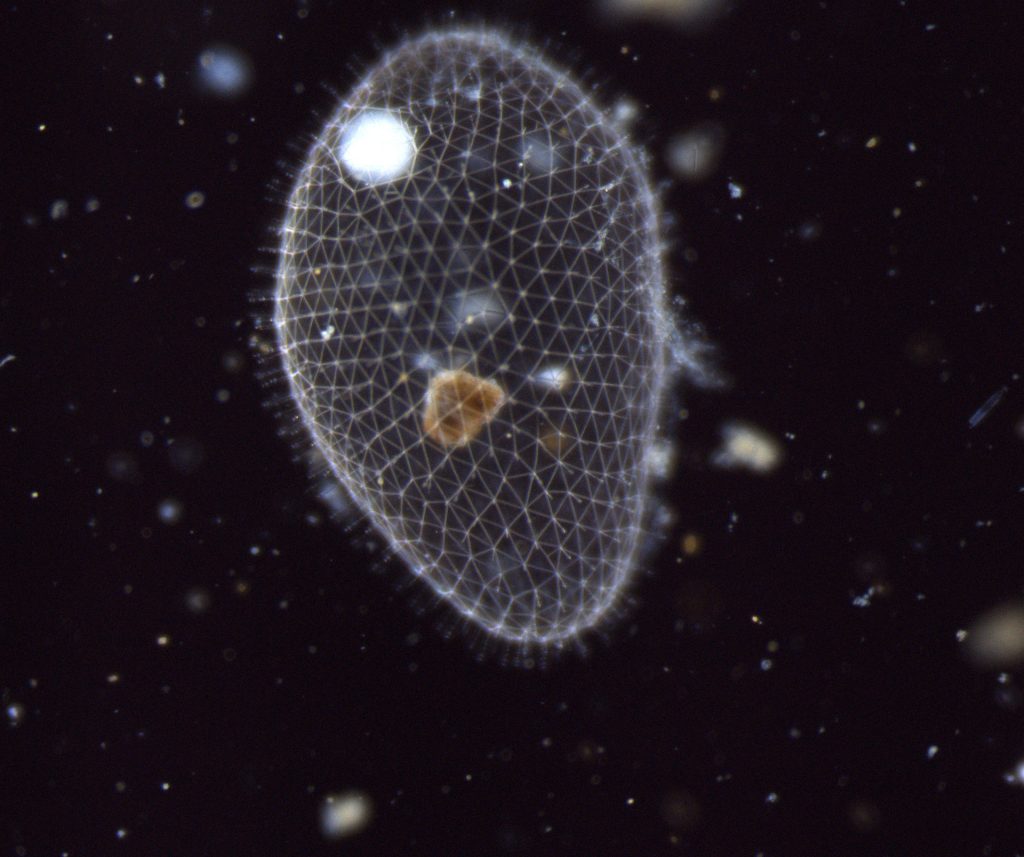 Ecology of Marine Snow • MBARI