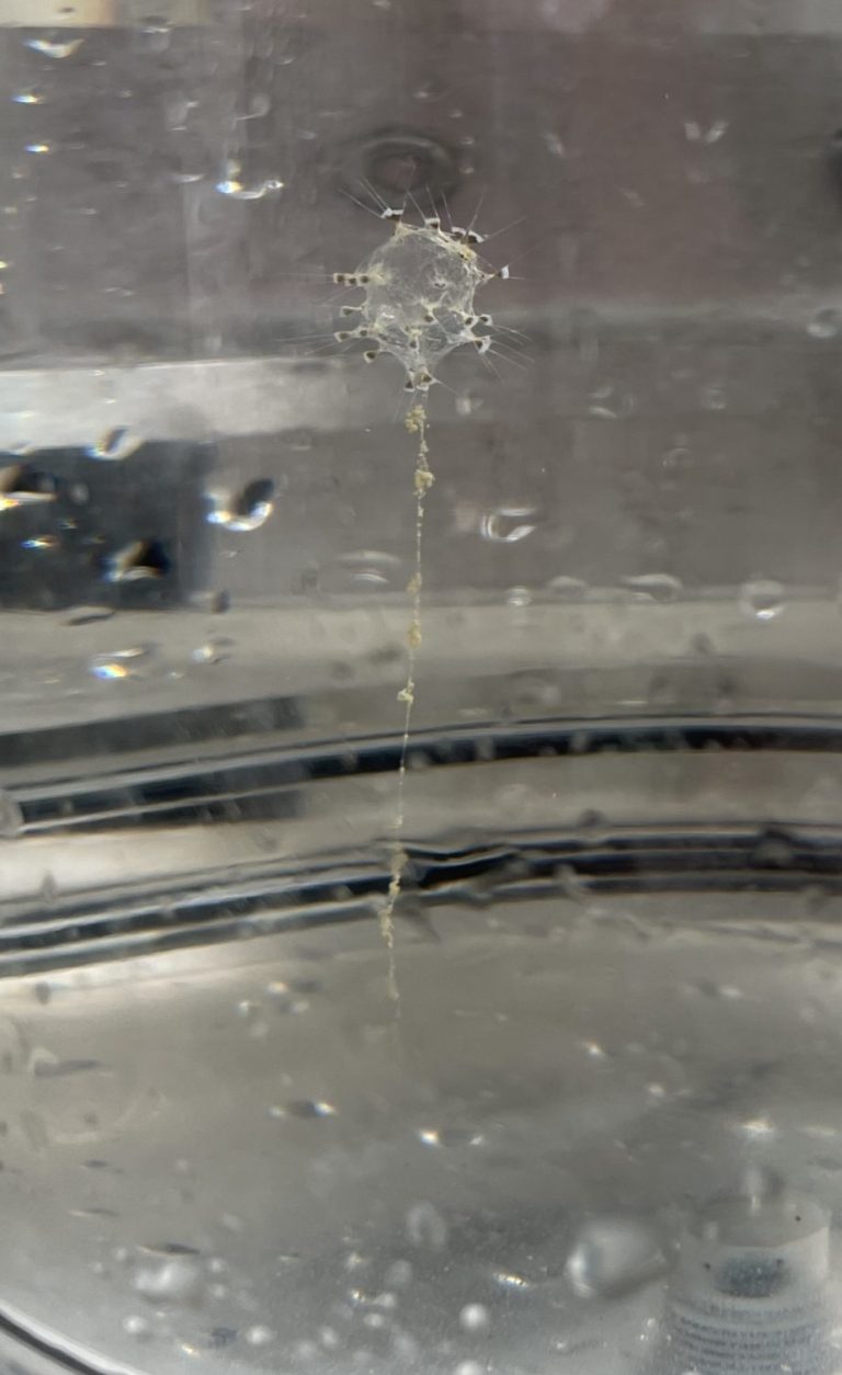 Glass secrets hidden in deep • MBARI