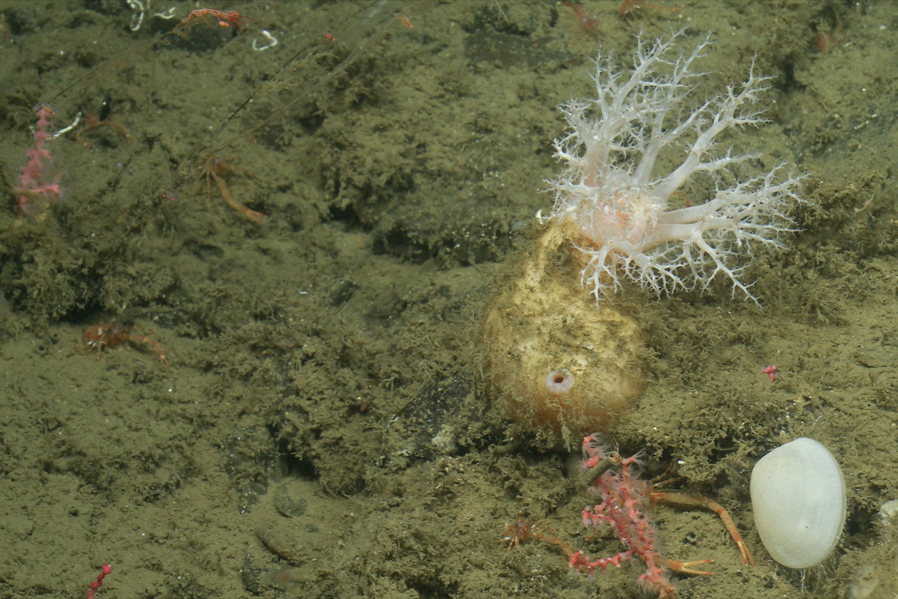 Armored sea cucumber • MBARI