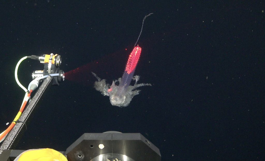 Advanced MBARI technology aids efforts to research fragile deep-sea ...