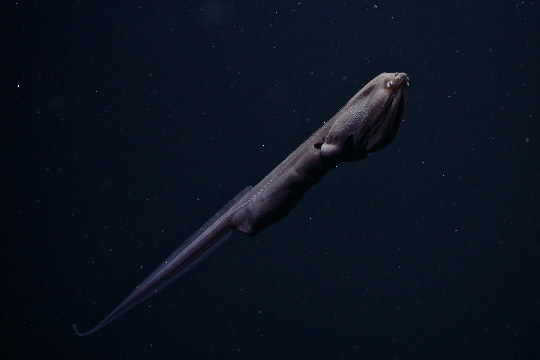 Whiptail Gulper Eel MBARI Whiptail Gulper Eel MBARI