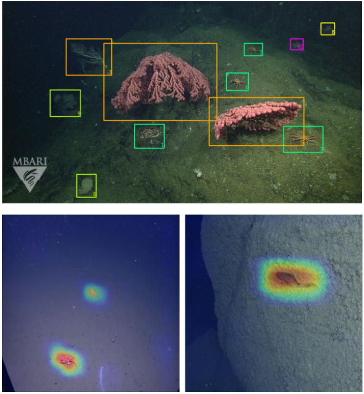 FathomNet Database • MBARI