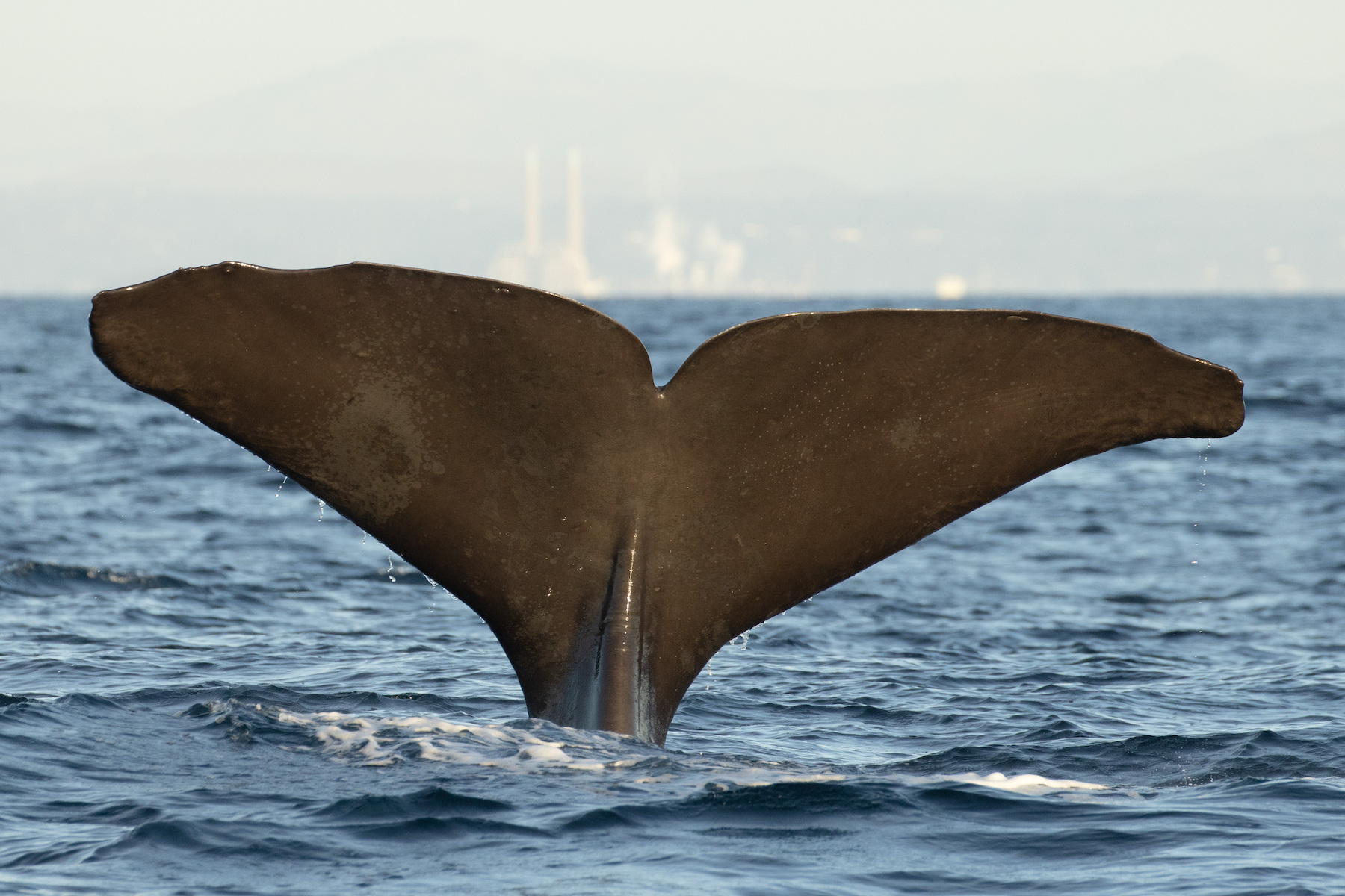 Sound provides new information about the secret lives of sperm whales ...