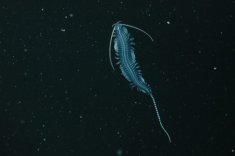 Animals of the Deep • MBARI