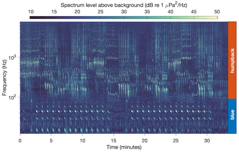A tale of two whales: Songs reveal levels of resilience among whales ...