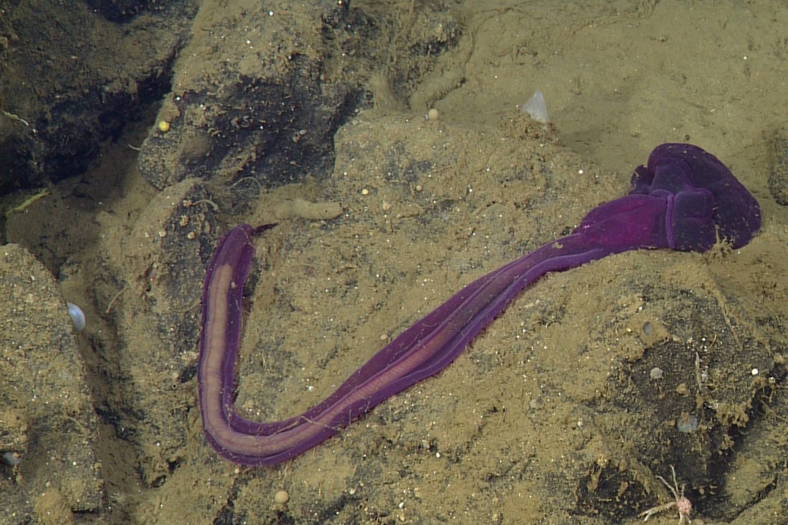 Animals of the Deep • MBARI