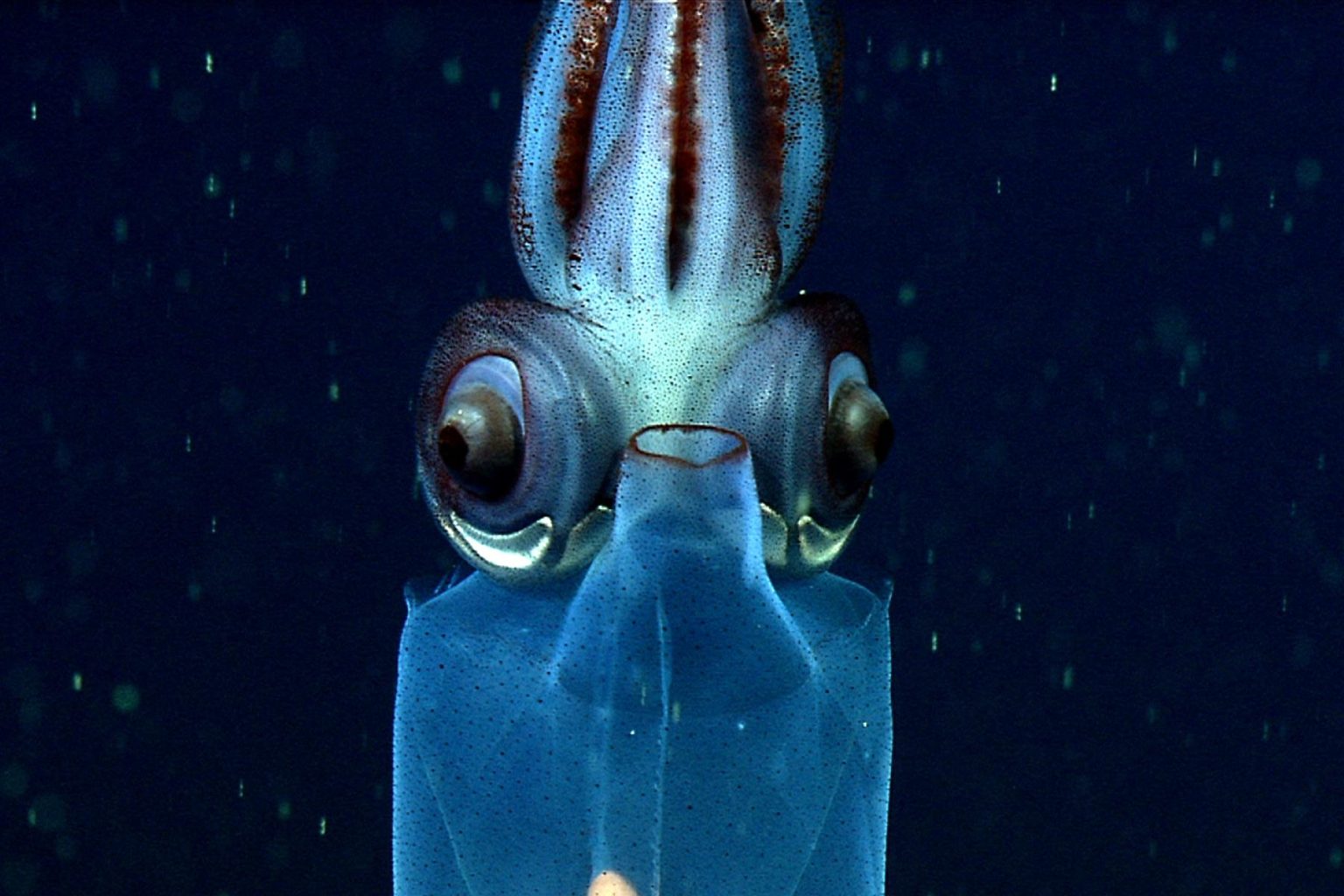 Biodiversity • MBARI