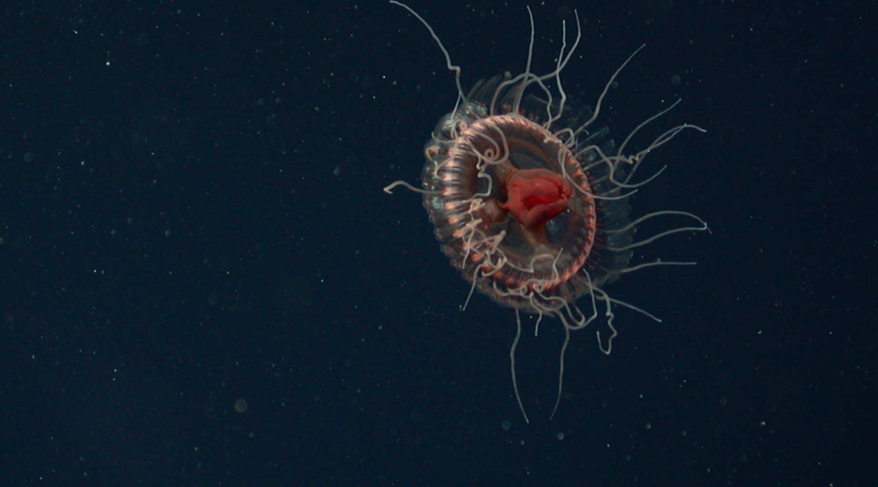 Atolla reynoldsi • MBARI