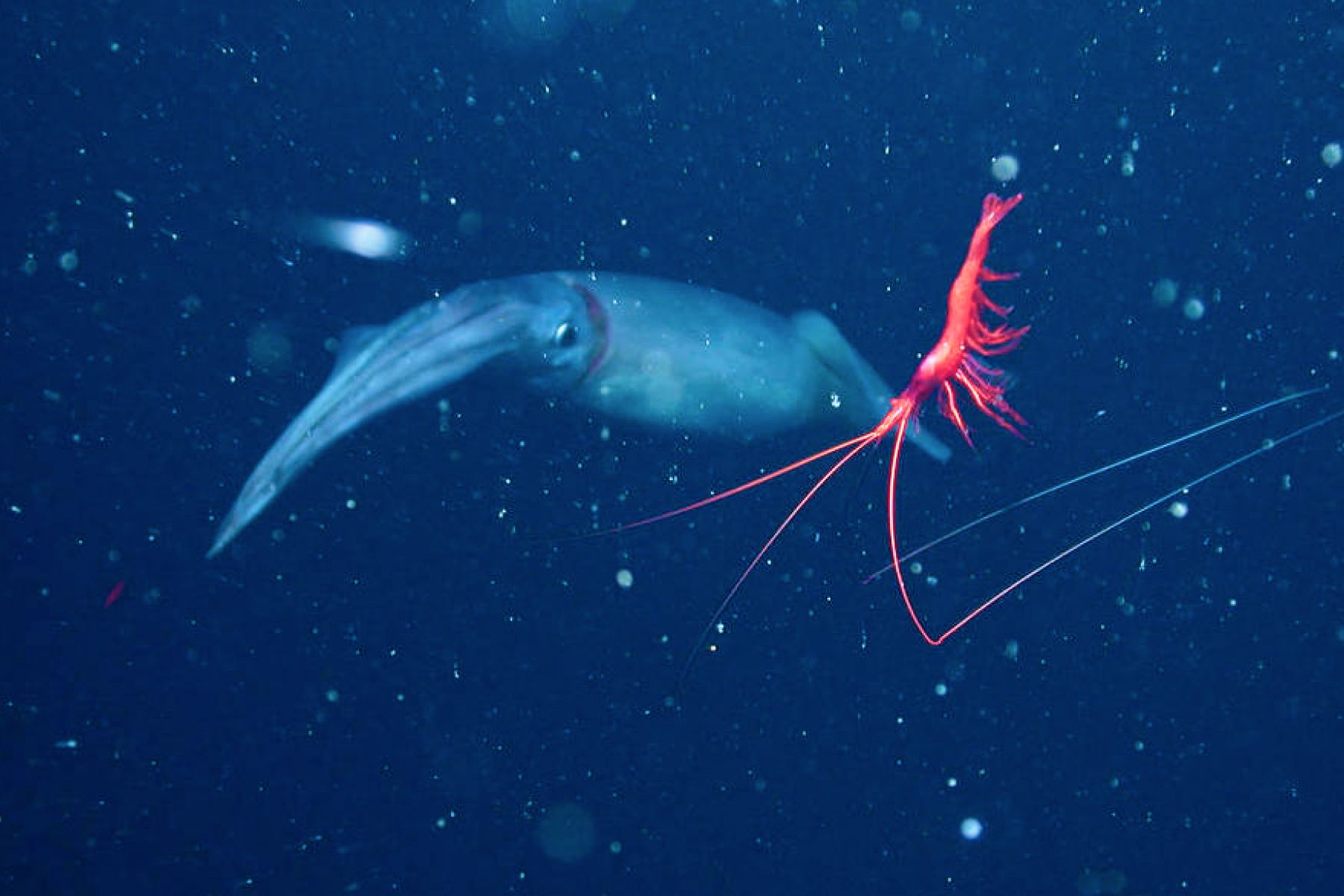 Biodiversity • MBARI