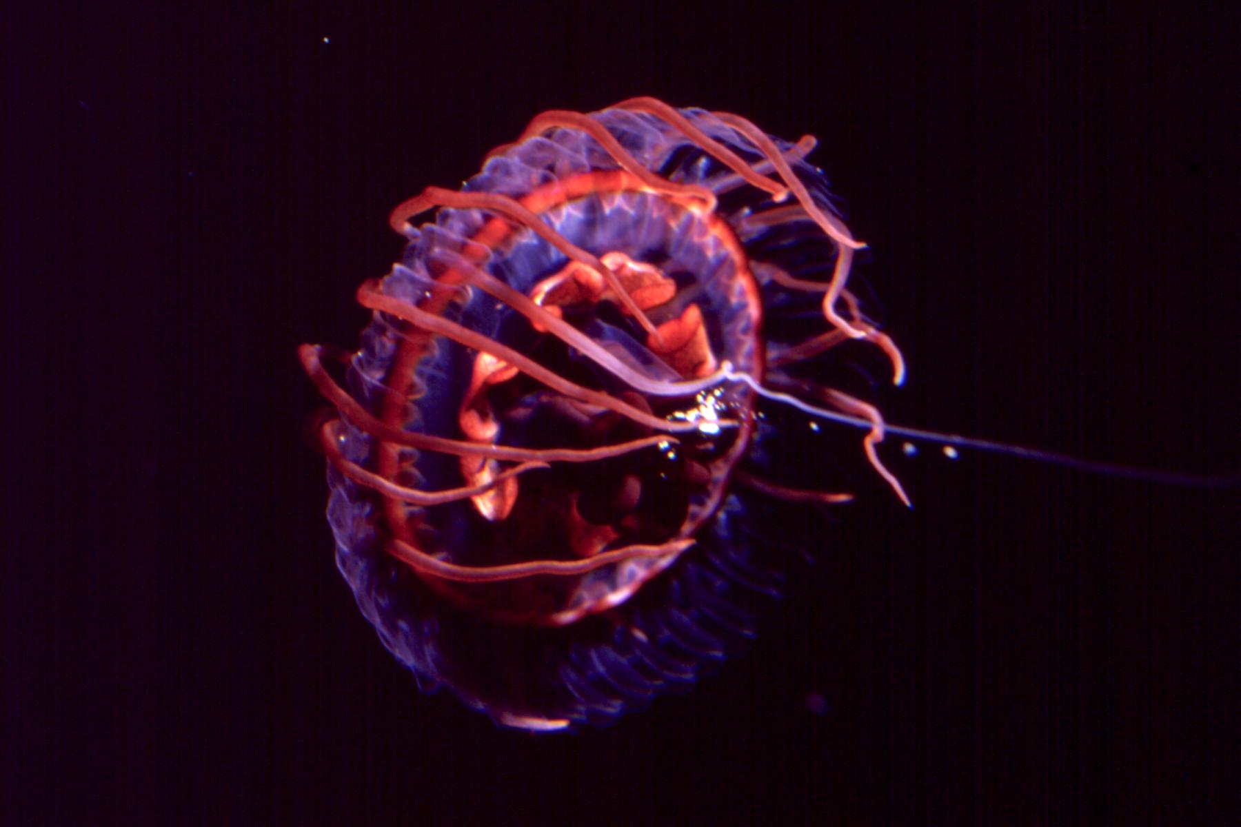 Citizen Science Using JellyWatch • MBARI