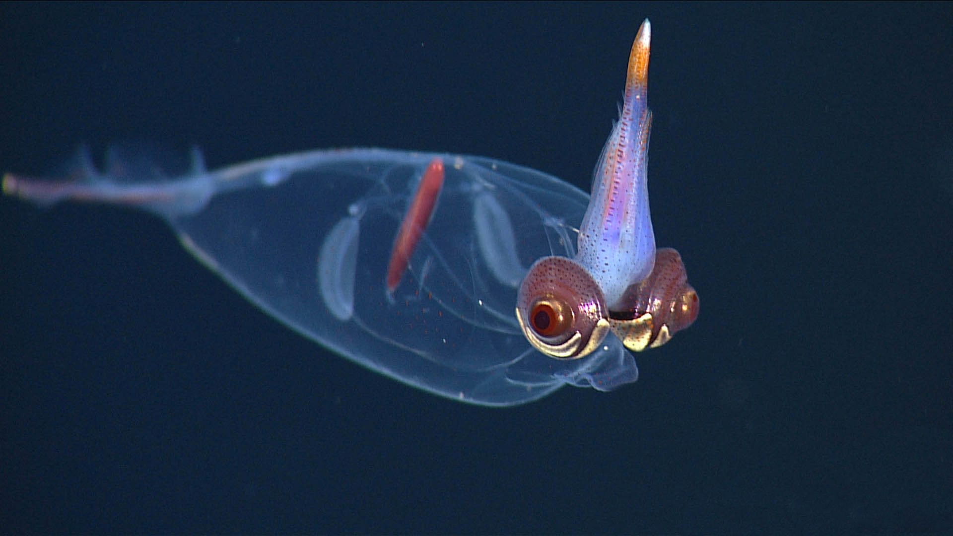 Peacock squid • MBARI