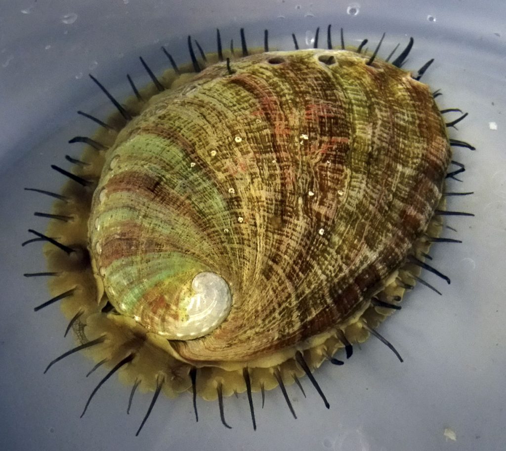 Understanding the Effects of a Changing Ocean • MBARI