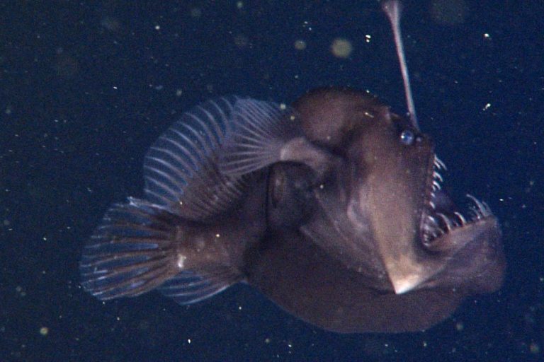 Whiptail gulper eel • MBARI