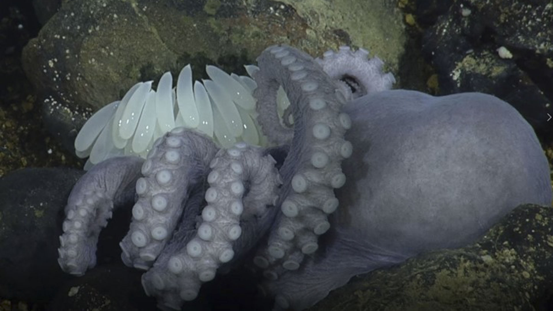 The Octopus Garden • MBARI