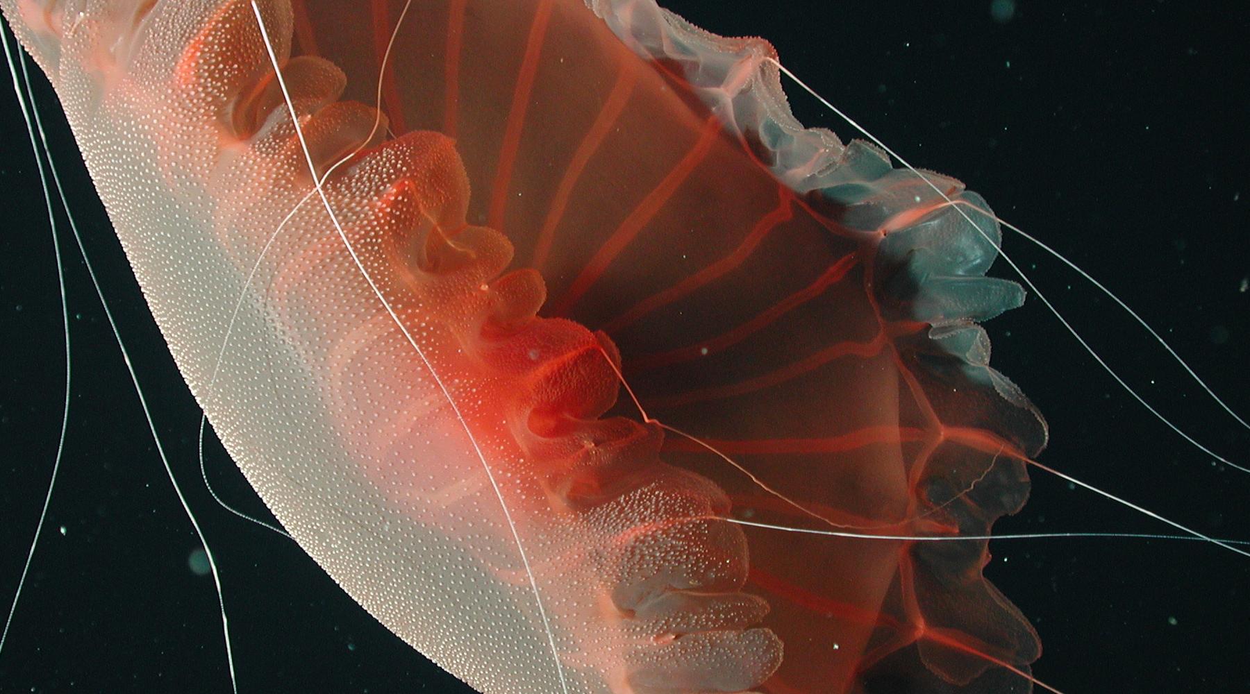 Publications • MBARI