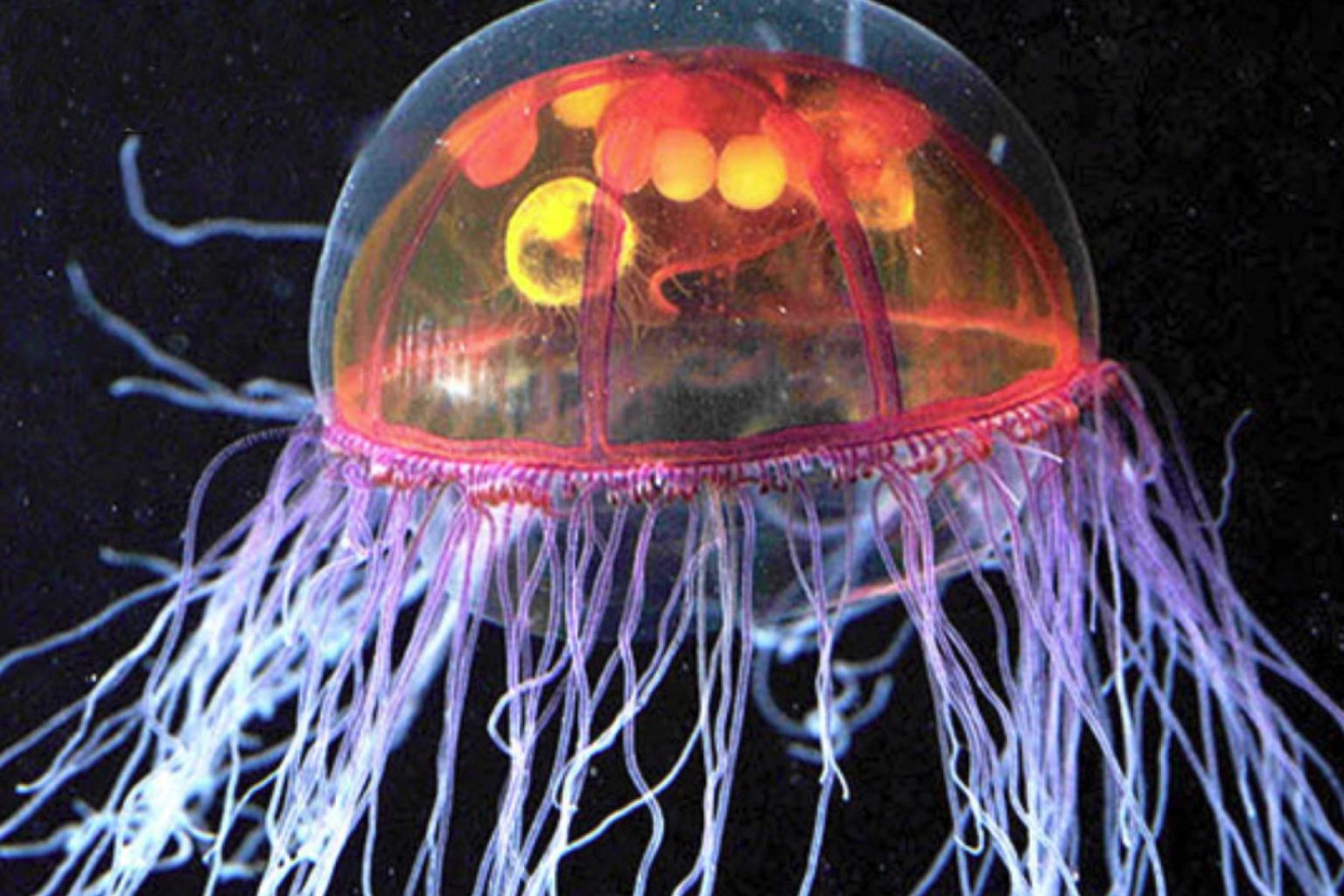 Ocean Imaging • MBARI