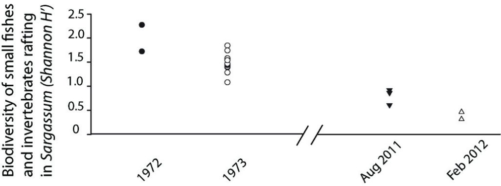 Sargasso Sea Research • MBARI