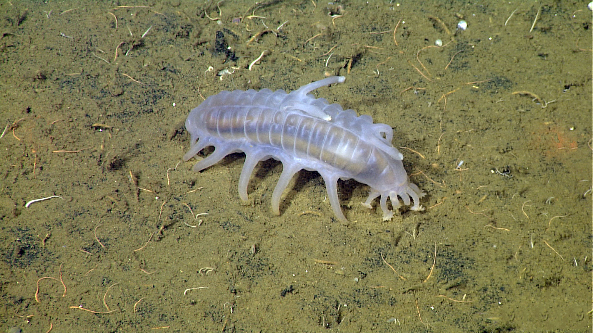 Sea pig • MBARI