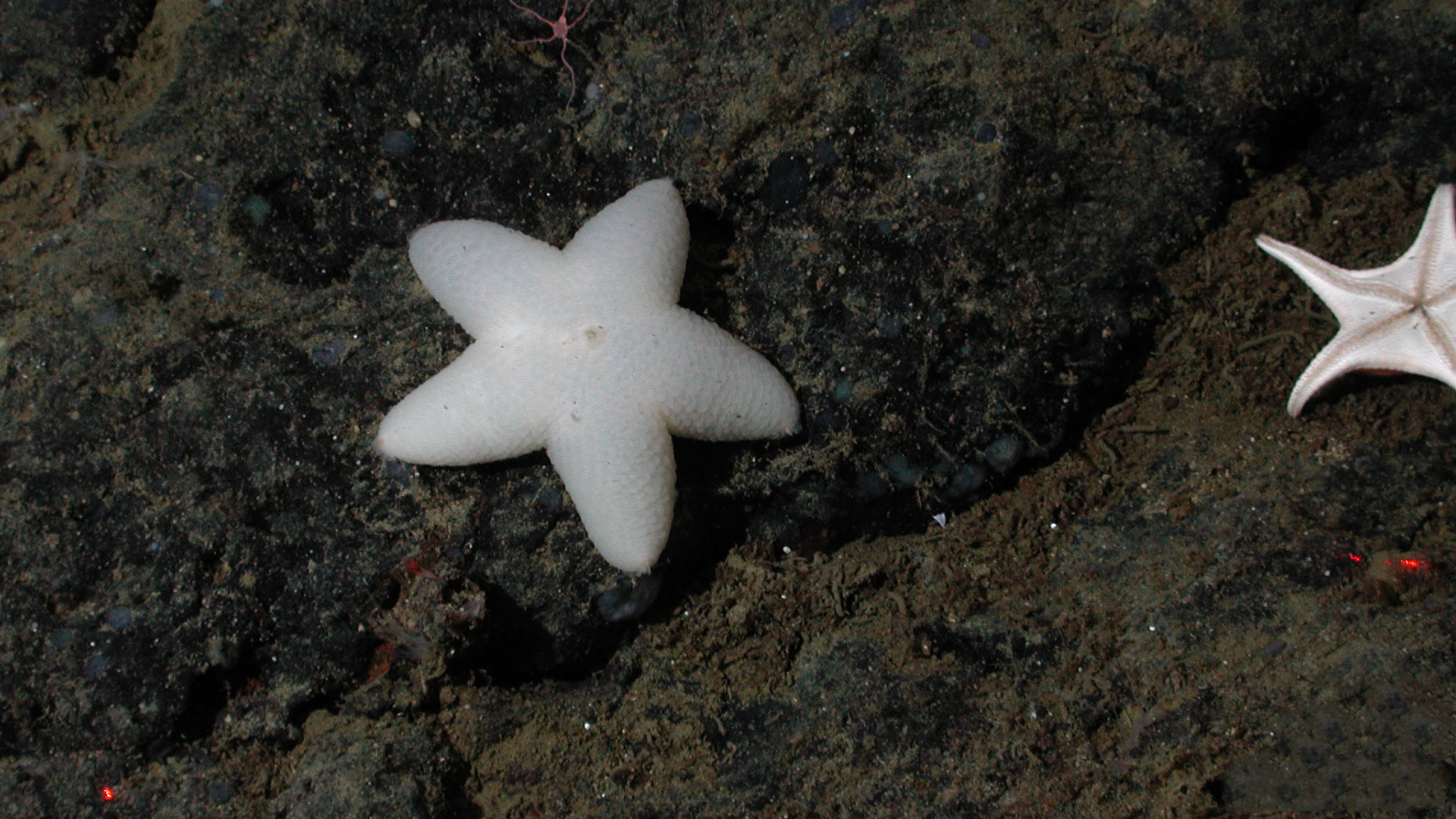 Slime star • MBARI