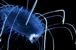 Food Web Dynamics • MBARI