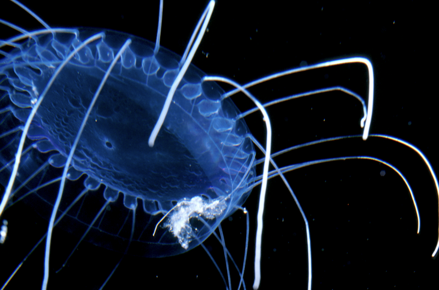 Food Web Dynamics • MBARI