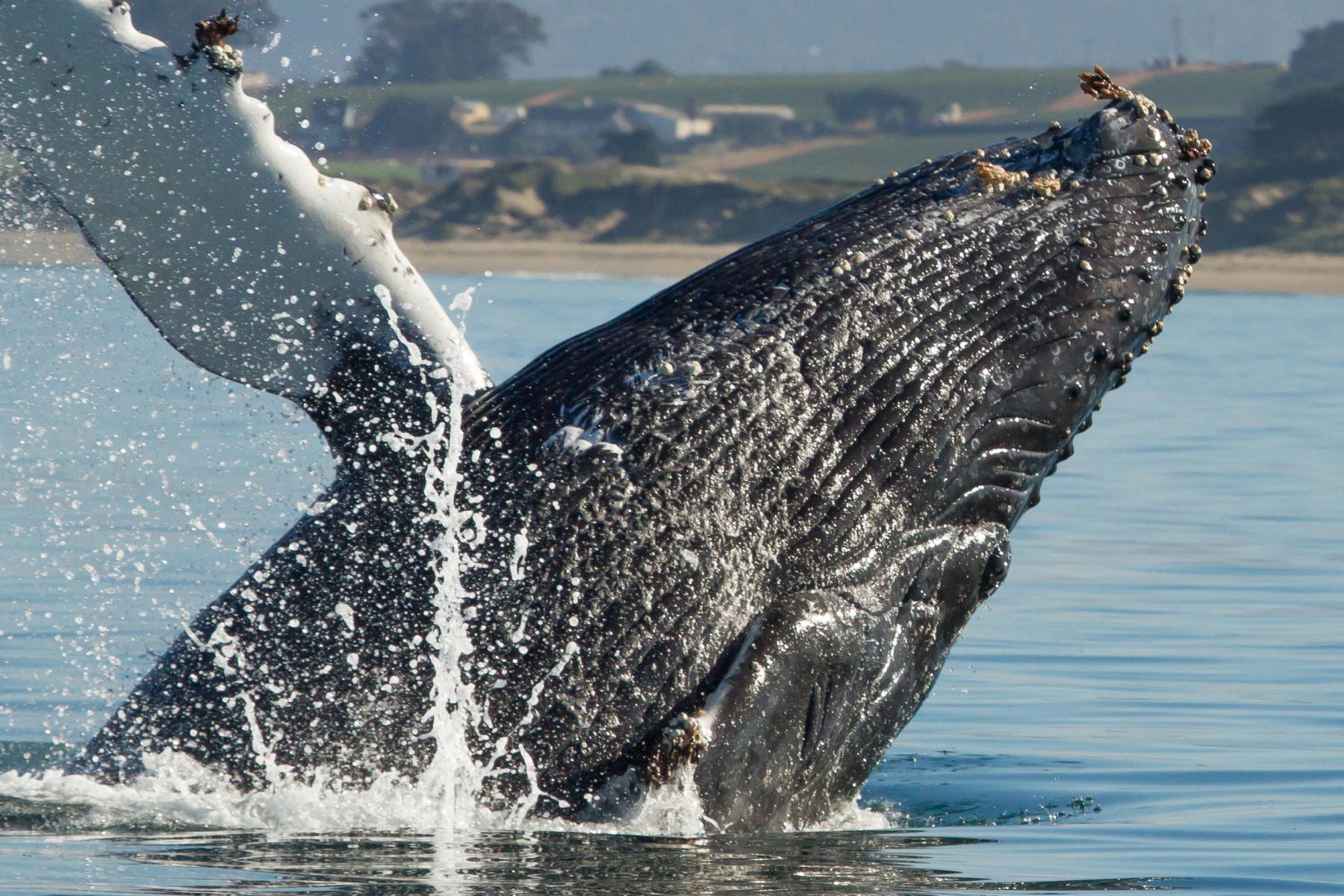 Ocean Soundscape • MBARI