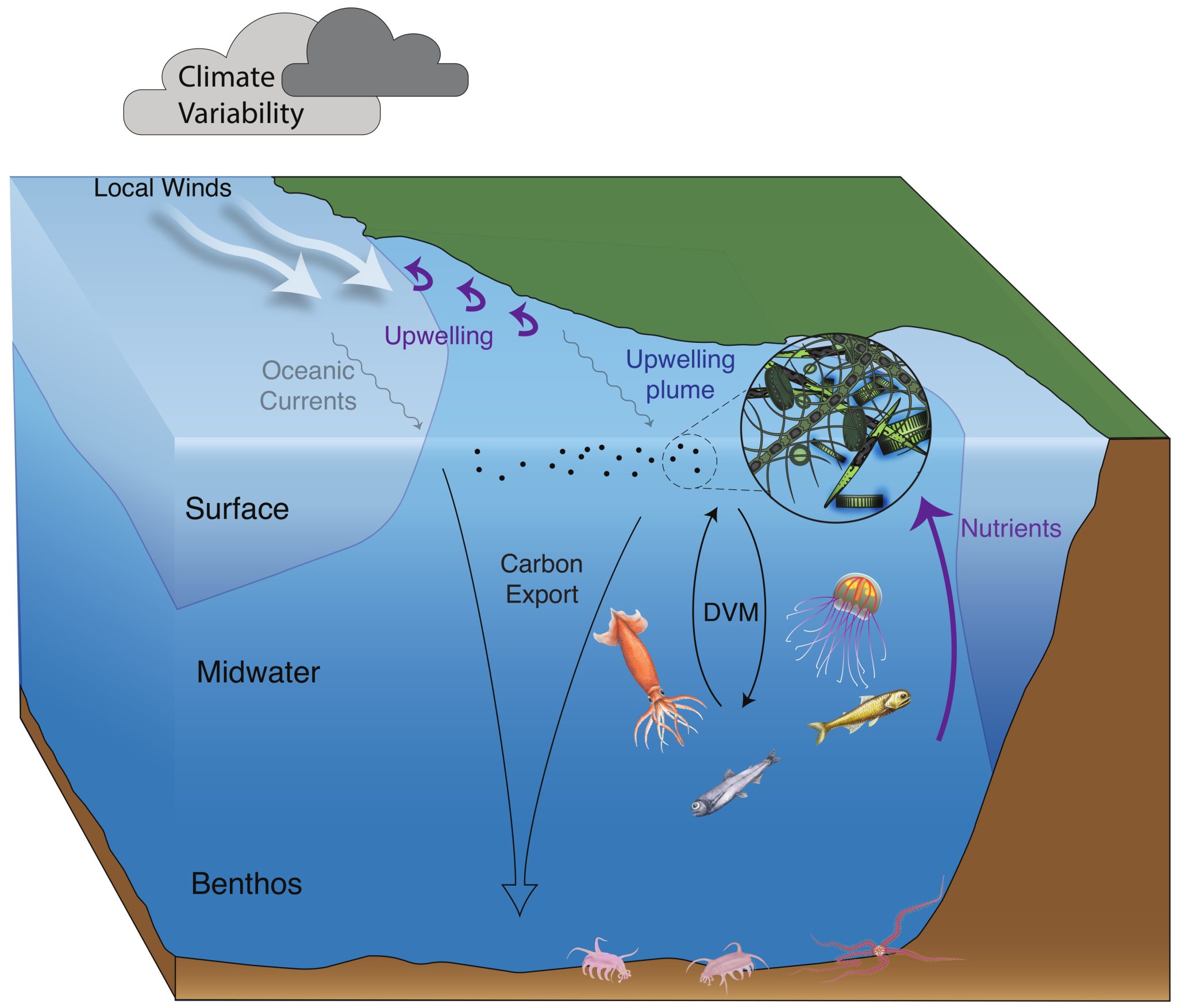Integrated View of Surface-to-Seafloor Biological Communities • MBARI