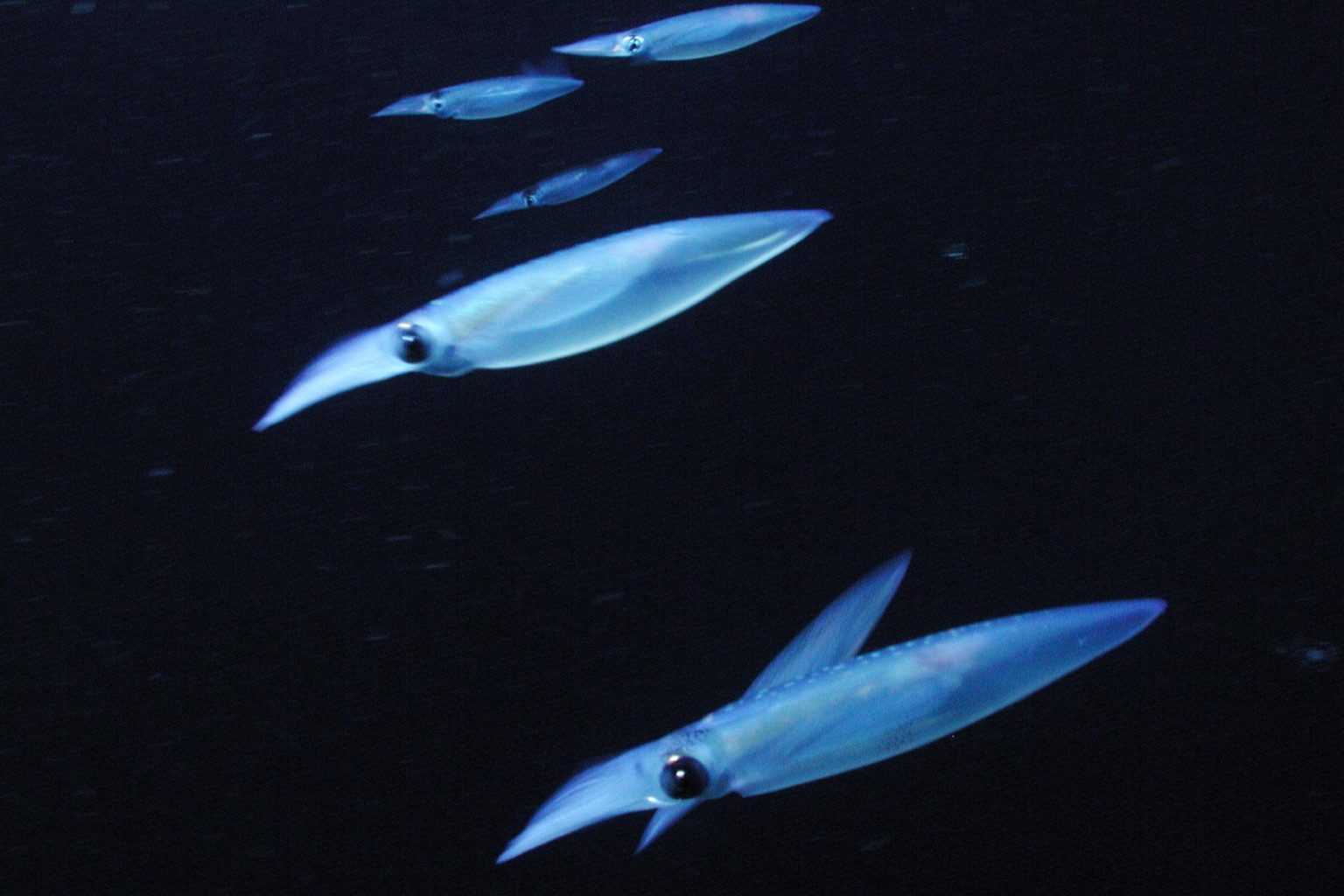 Ocean Imaging • MBARI