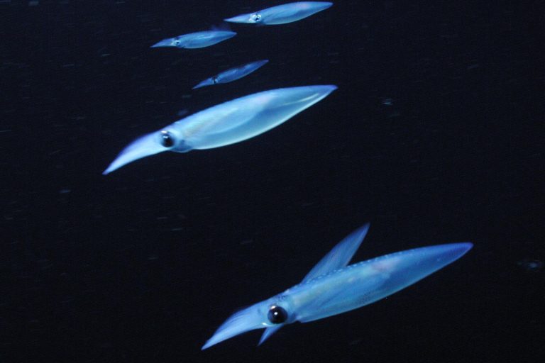 Ocean Imaging • MBARI